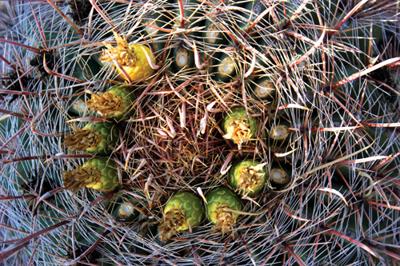 CBI student’s photo takes first | Youth | jewishaz.com