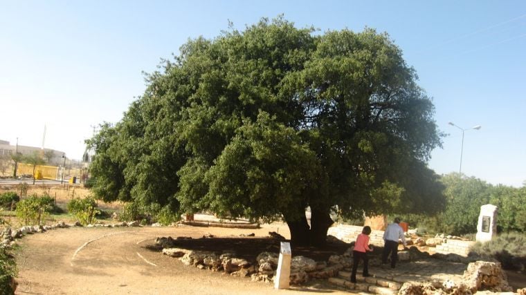 Israel’s ancient and historic trees | Holidays | jewishaz.com