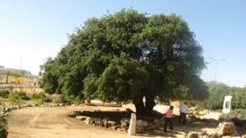 Israel’s ancient and historic trees | Holidays | jewishaz.com