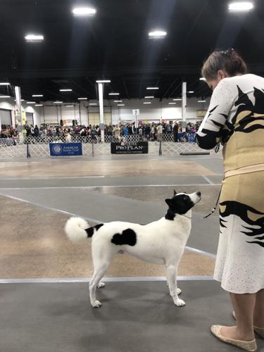 Yes, there is a dog called the ‘National Breed of Israel’ | Arts ...