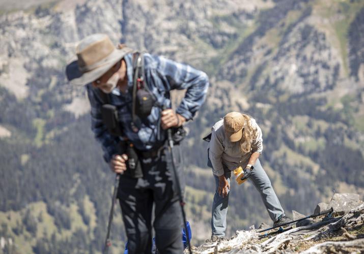 Digging out Teton bighorn numbers from scat | Environmental ...