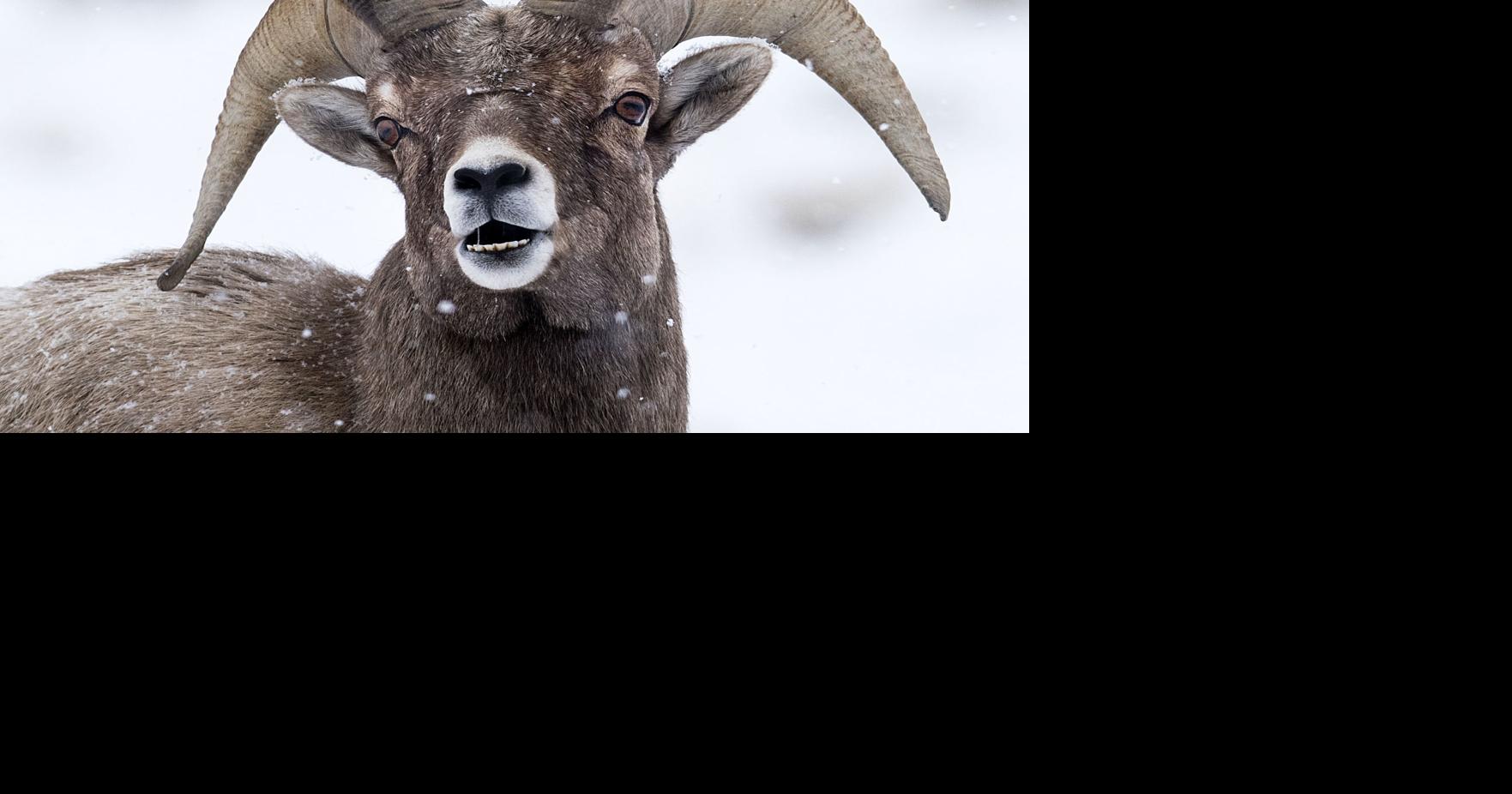 Grand Teton looks to make 'voluntary' winter bighorn sheep closures ...