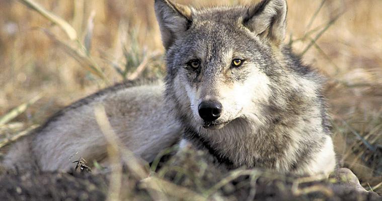 Wolf-driven trophic cascade is overblown | Environmental ...