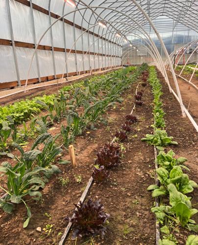 Winter produce comes to farmer's market following collaborative effort ...