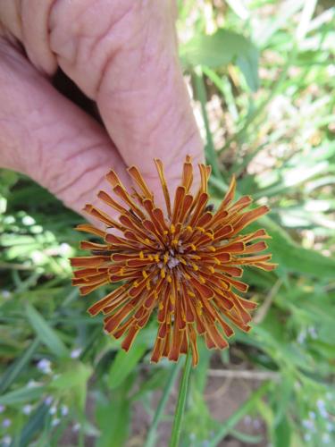 feverfew leaves turning yellow