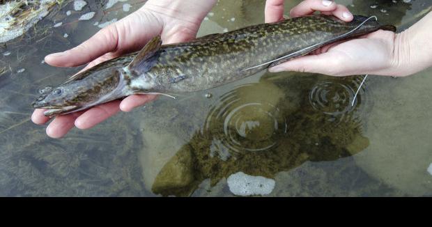 Eating trout and bass, exotic burbot spread | Environmental ...
