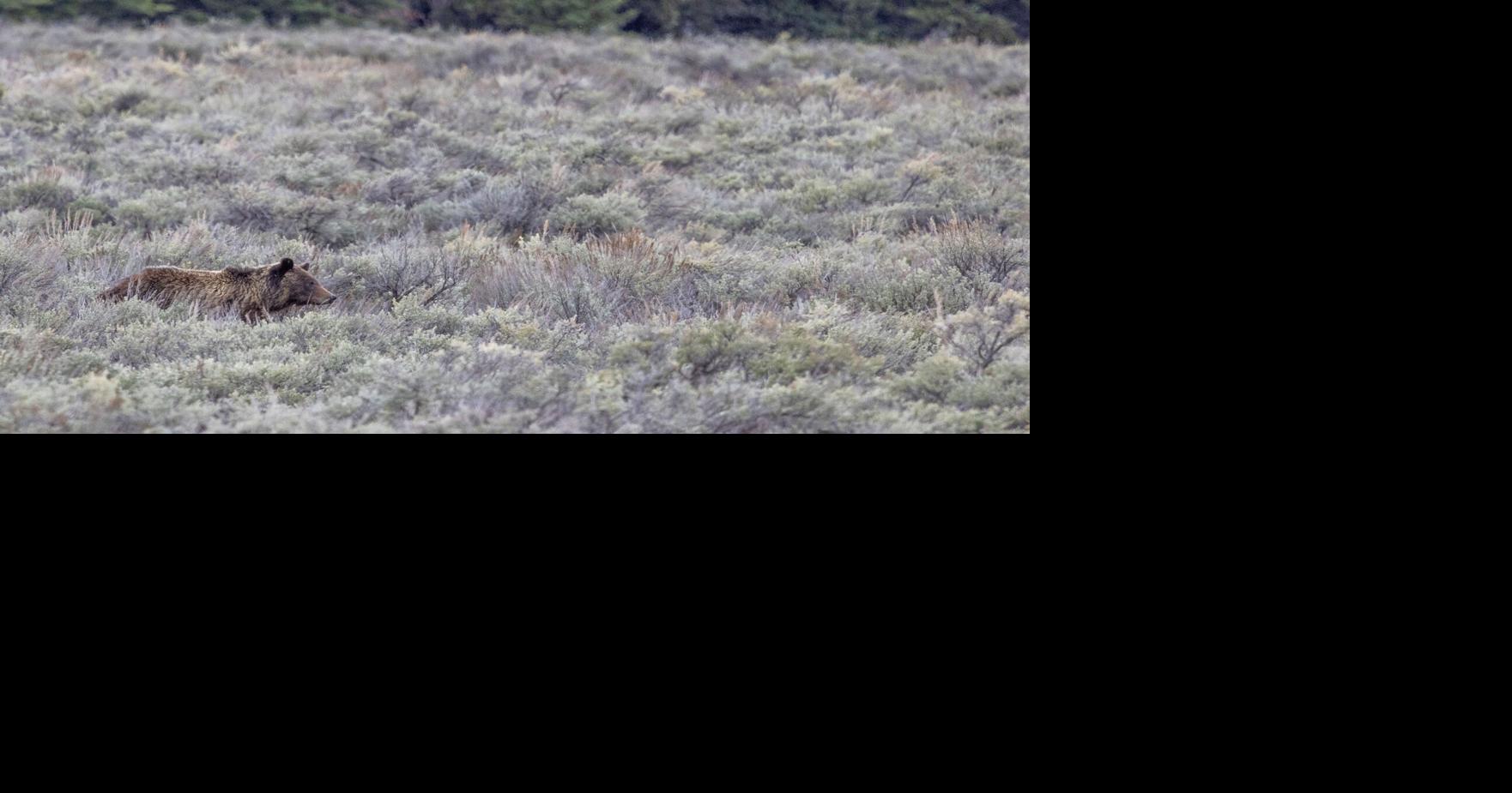 Teton bear watchers hope young grizzly is 399's cub. The reality? We ...