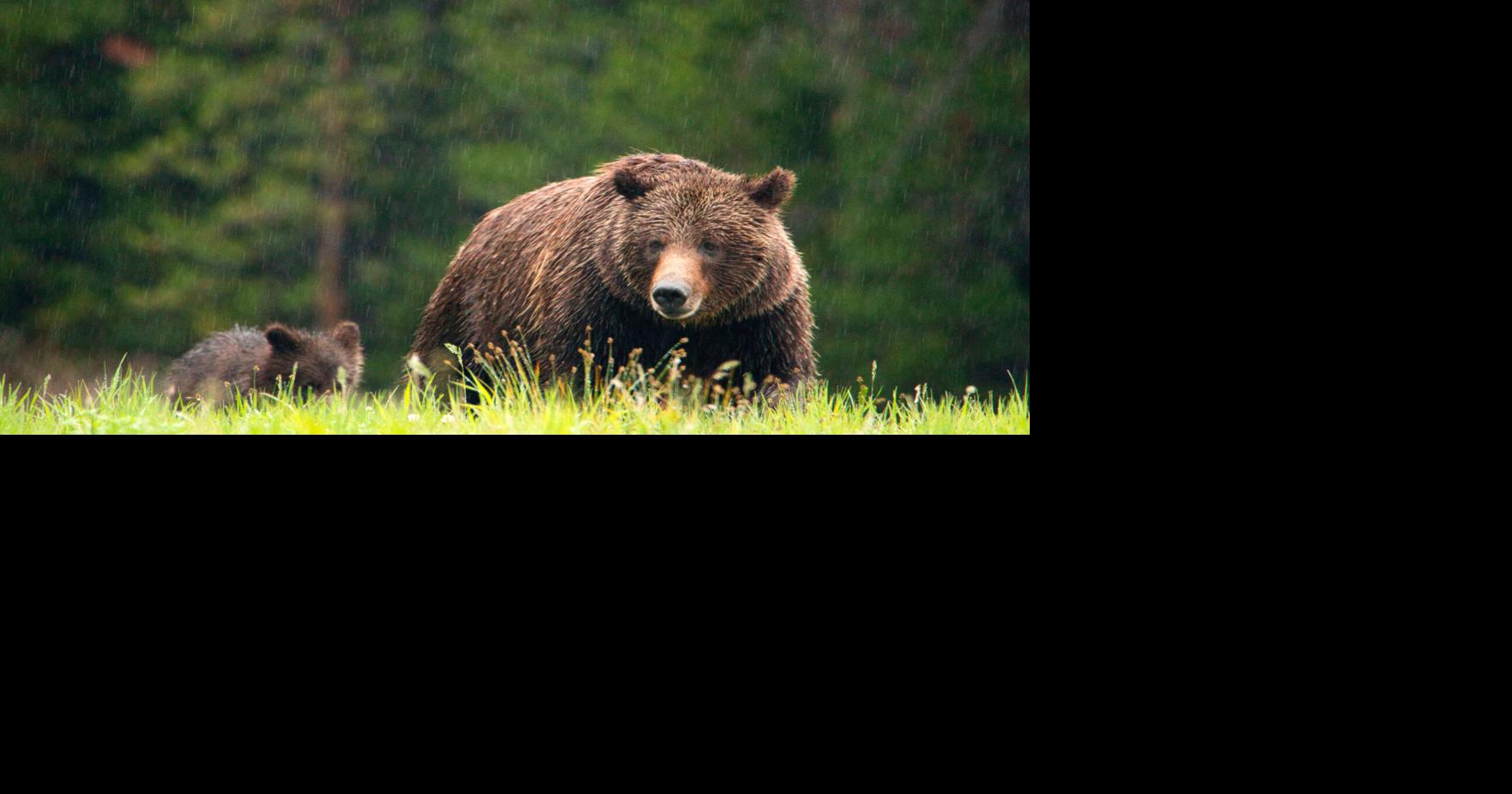 Grizzly tales: 399 letters to the editor | Special Sections ...