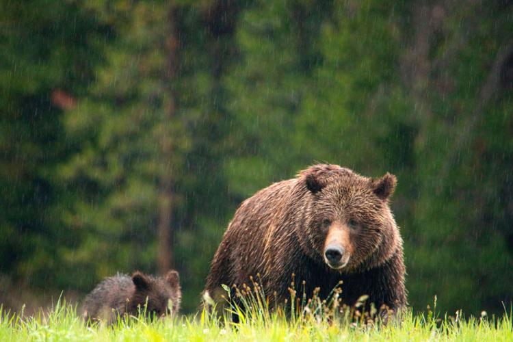 GALLERY: The Life of Grizzly 399 | Multimedia | jhnewsandguide.com