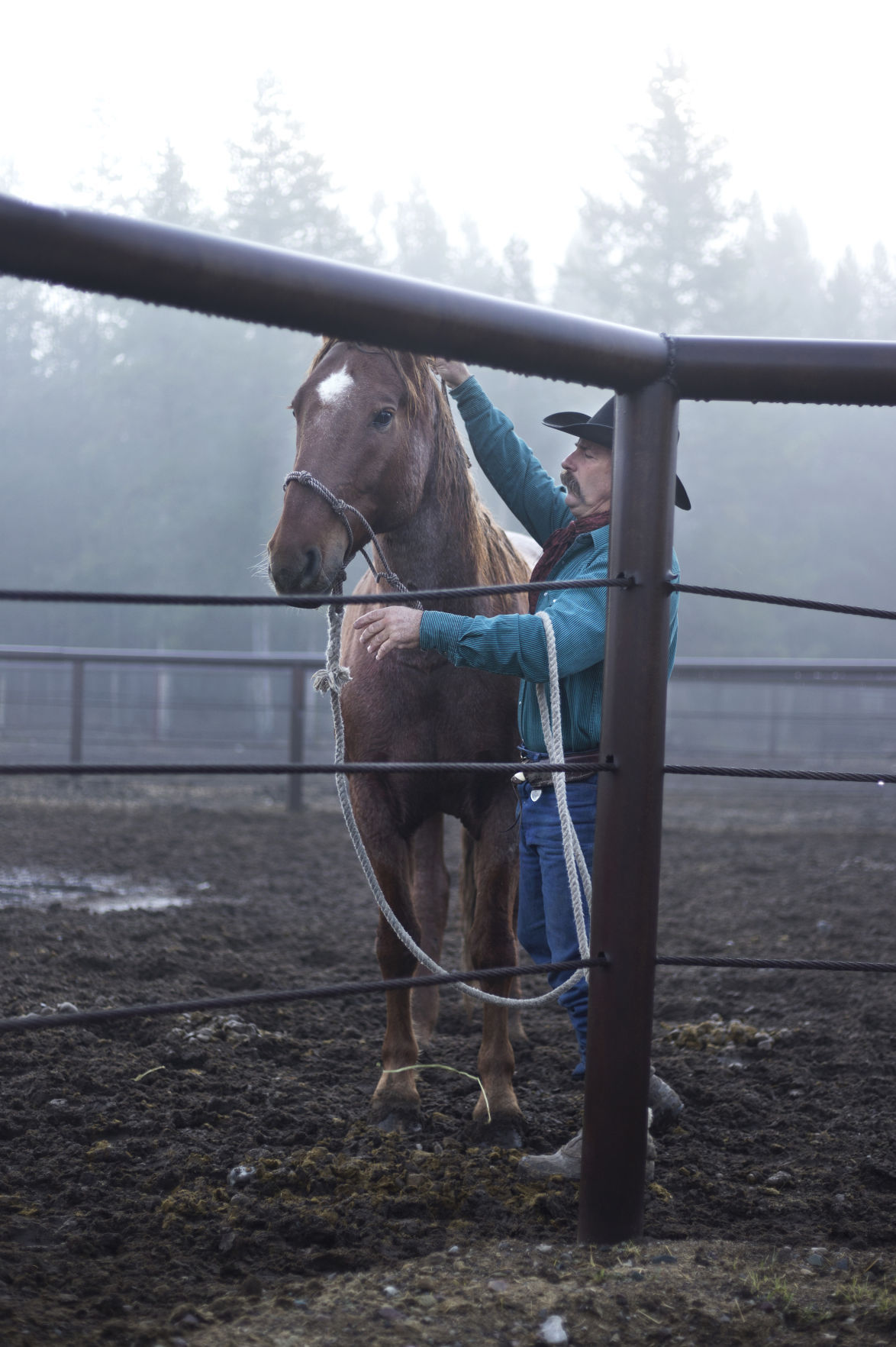 BLM Mustangs | Galleries | jhnewsandguide.com