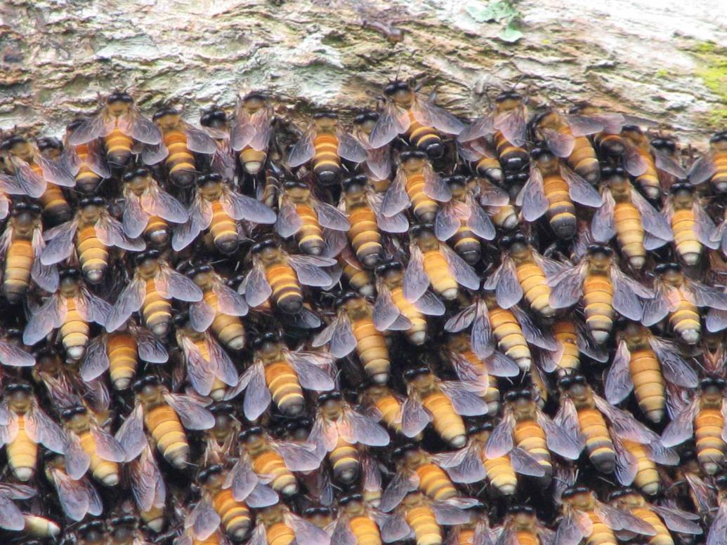 'Adventures with the Migrating Giant Honey Bees of Thailand ...