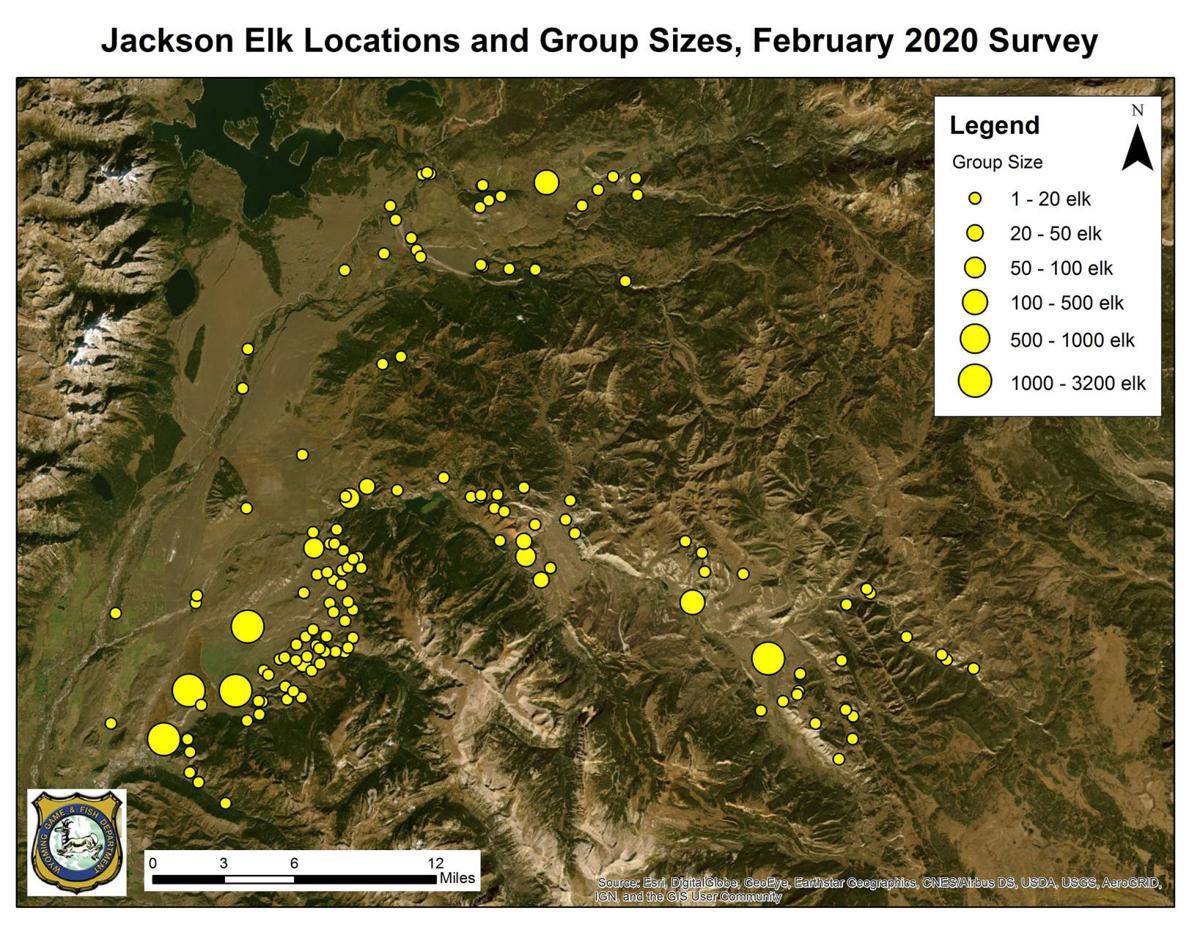 Elk herd grows as hunt historically slow | Environmental ...