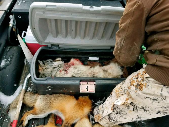 Hunters help nab wolf poacher | Environmental | jhnewsandguide.com