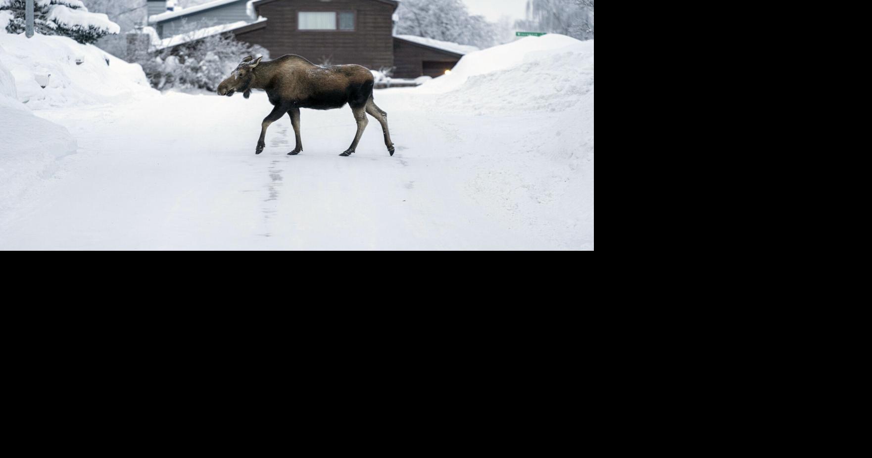 Record-setting snowstorms give way to deep freeze in Alaska | State and ...