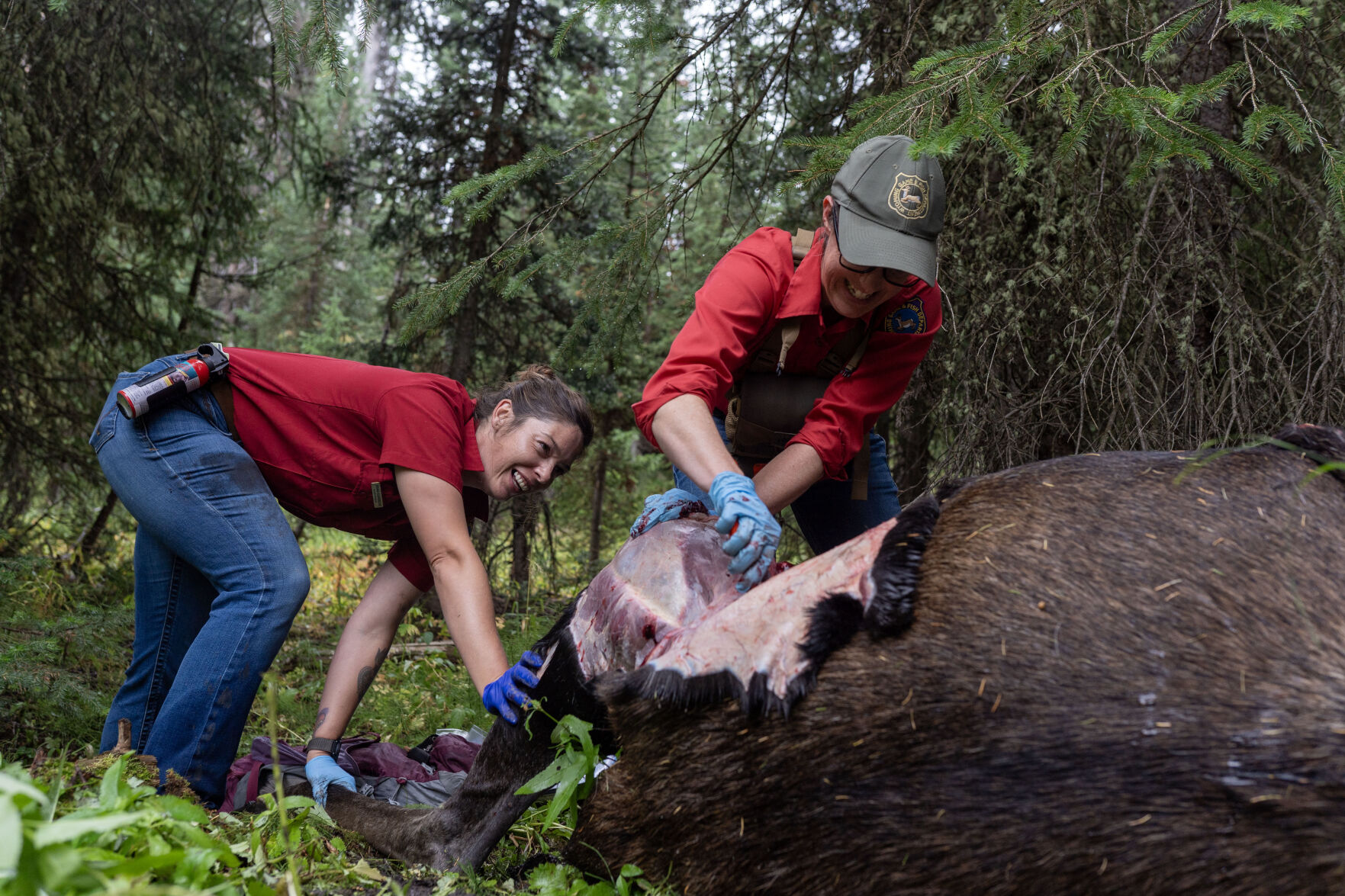 Biologists bag teeth, poop and organs to understand how, why Jackson ...