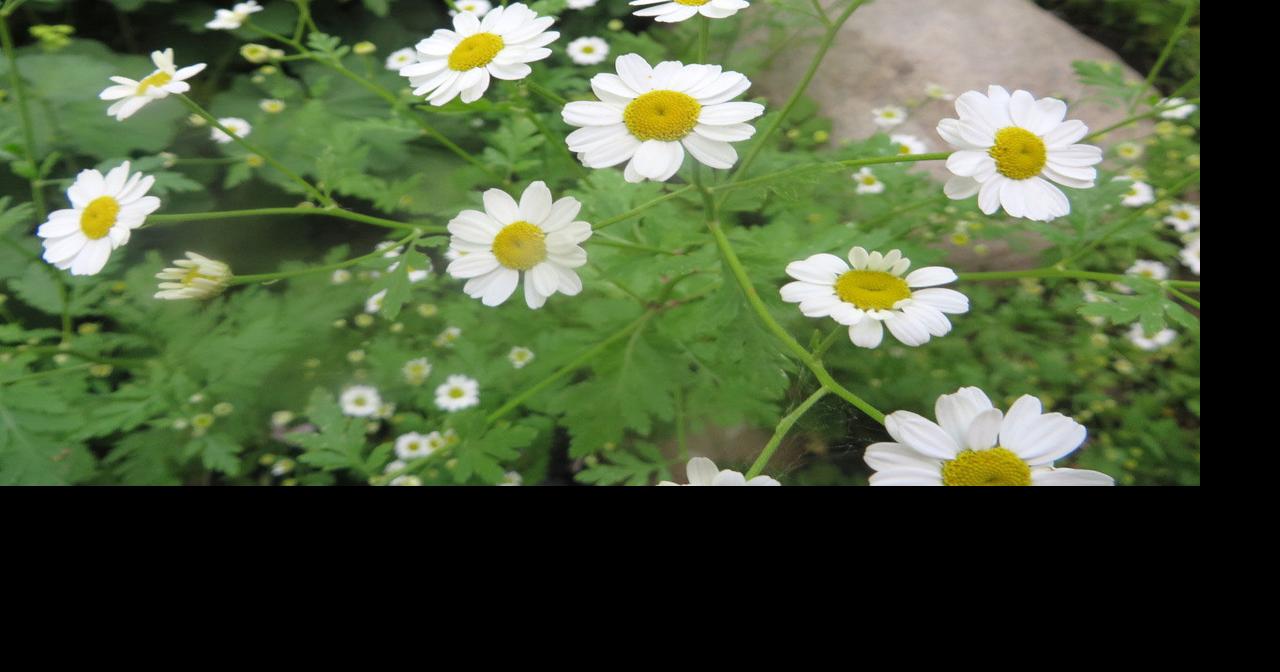 feverfew plant