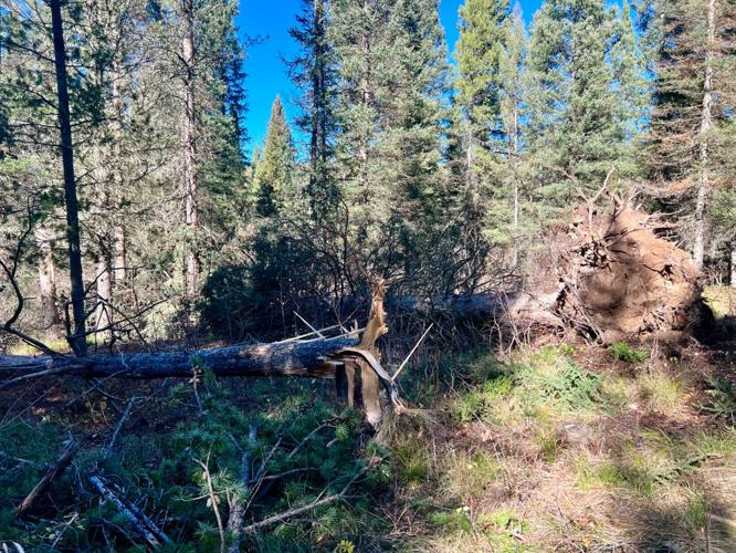 Suspected tornado traps hikers in Teton Canyon as the federal shutdown ...