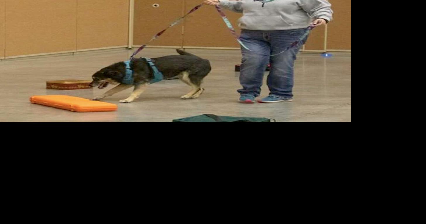 Dogs test their sniffing abilities at scent work trial in Gillette | Wy ...