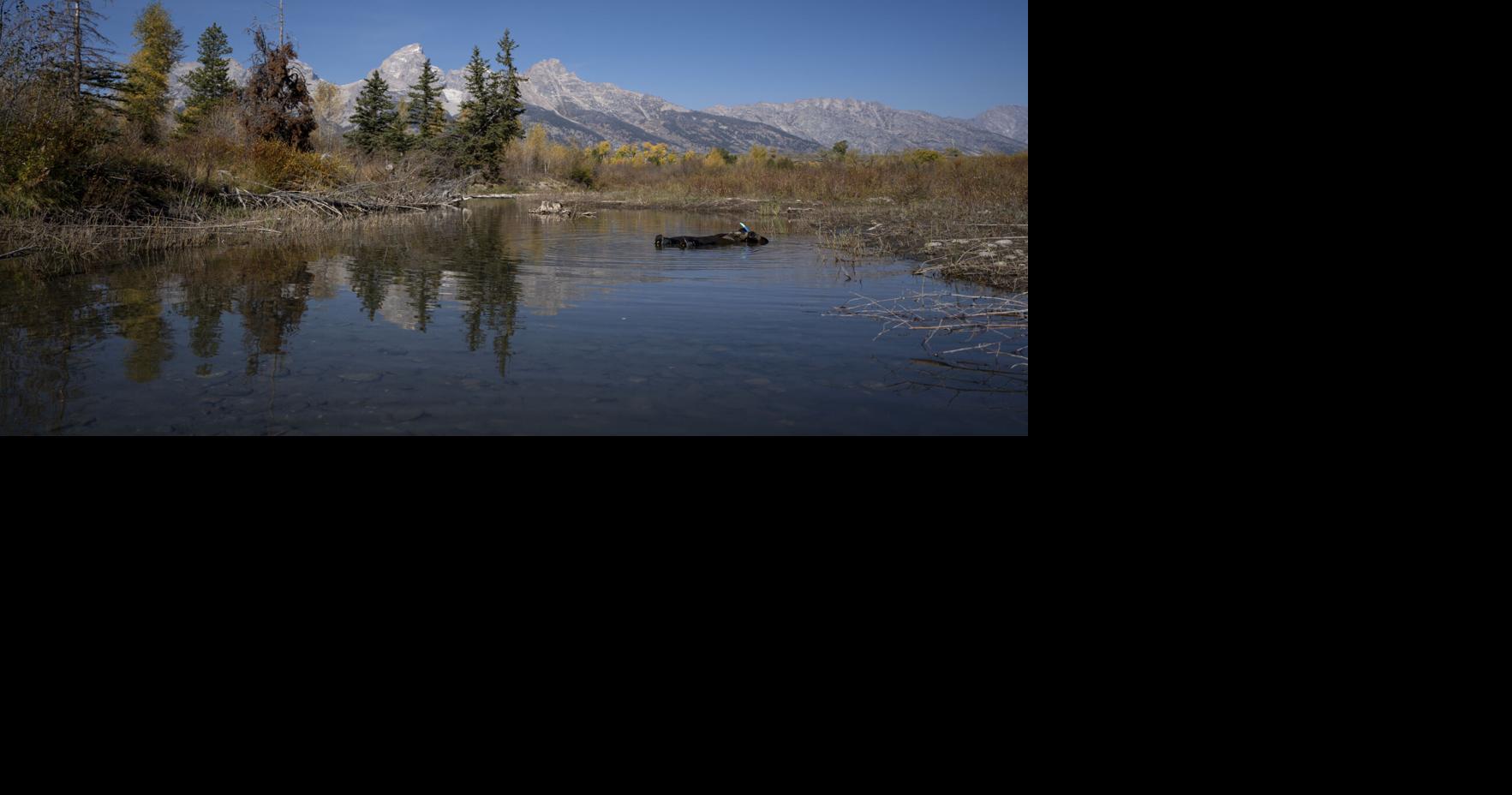 Researchers request abrupt Jackson Lake Dam ramp down to study fish ...
