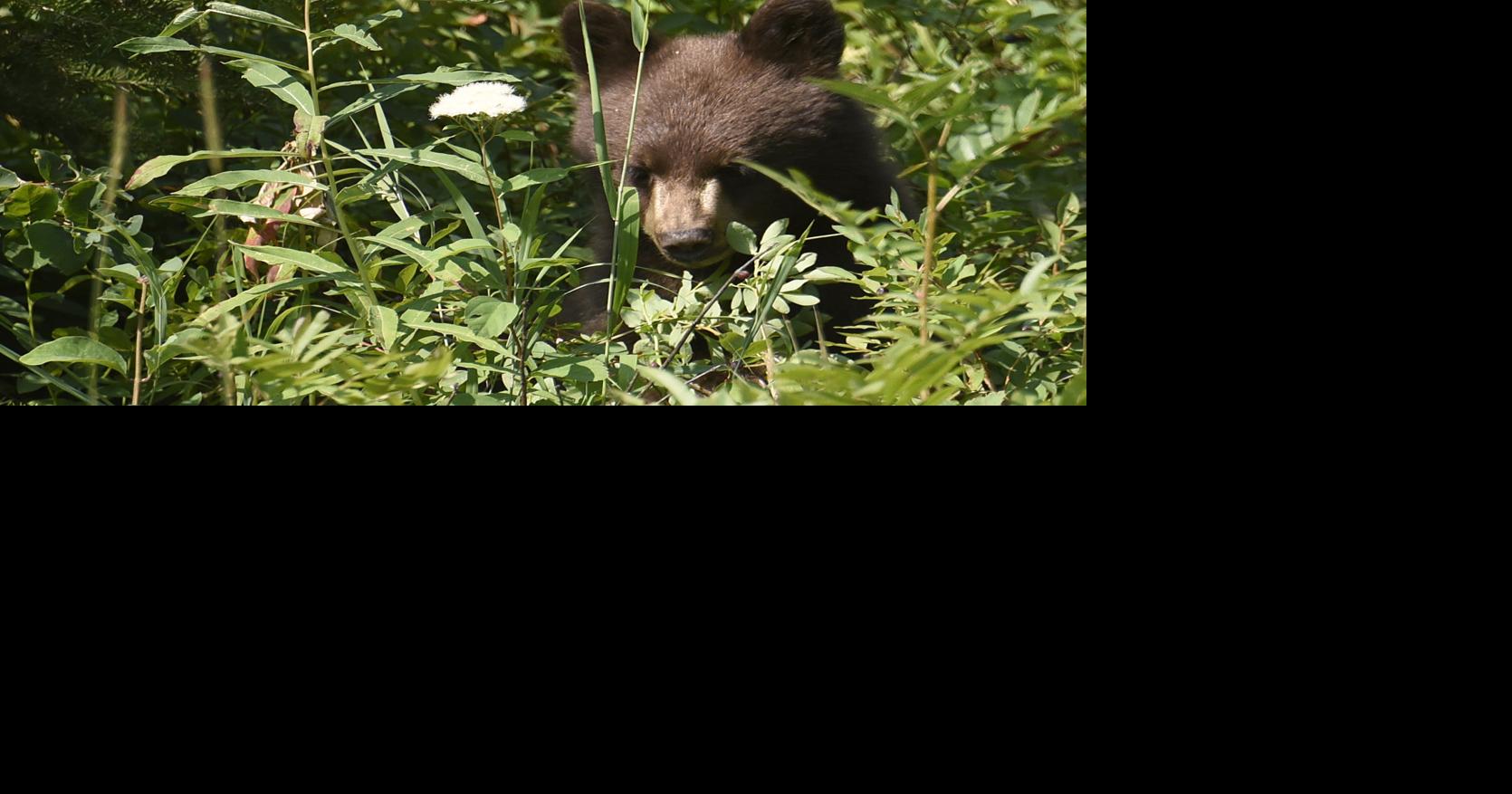 To teach young black bears new habits, Grand Teton tries 'proactive ...