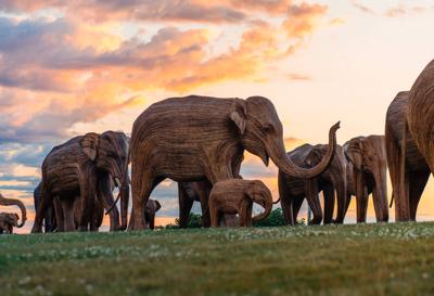 Elephants to migrate to National Museum of Wildlife Art | Arts ...