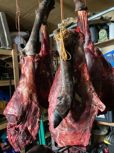 ‘Salvager’ quarters moose during morning rush hour | Environmental ...