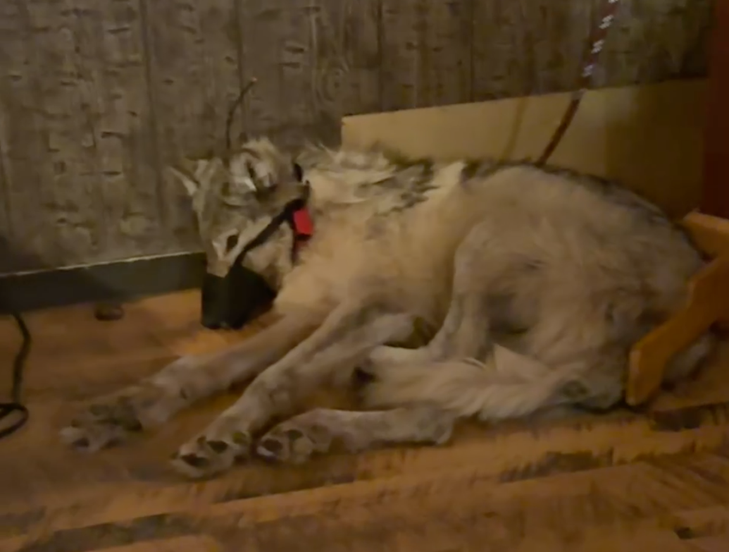 In Wyoming wolf 'torture' case, videos show collared, muzzled wolf ...