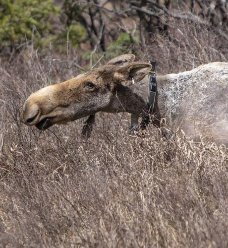 Dog likely 'elevated' Teton Village moose trampling | Environmental ...