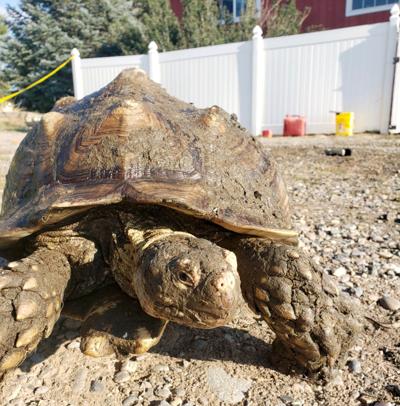 Surviving tortoise is silver lining in hoarding case | Jackson Hole ...