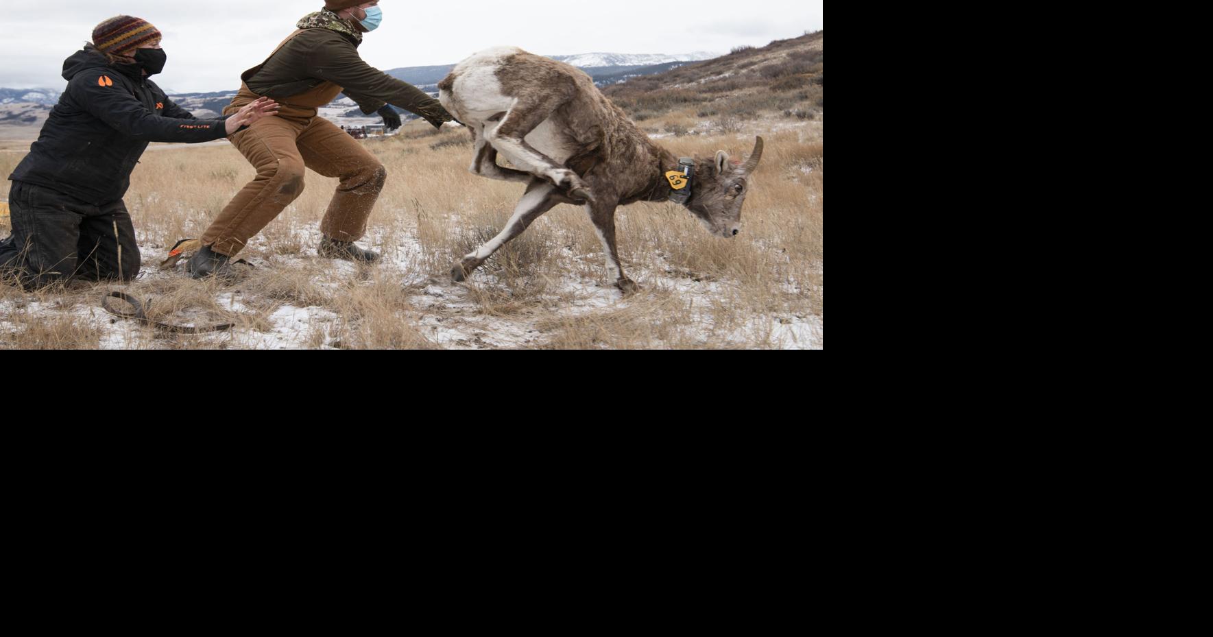 Wyoming Game and Fish Commission postpones Gros Ventre ewe hunt to ...