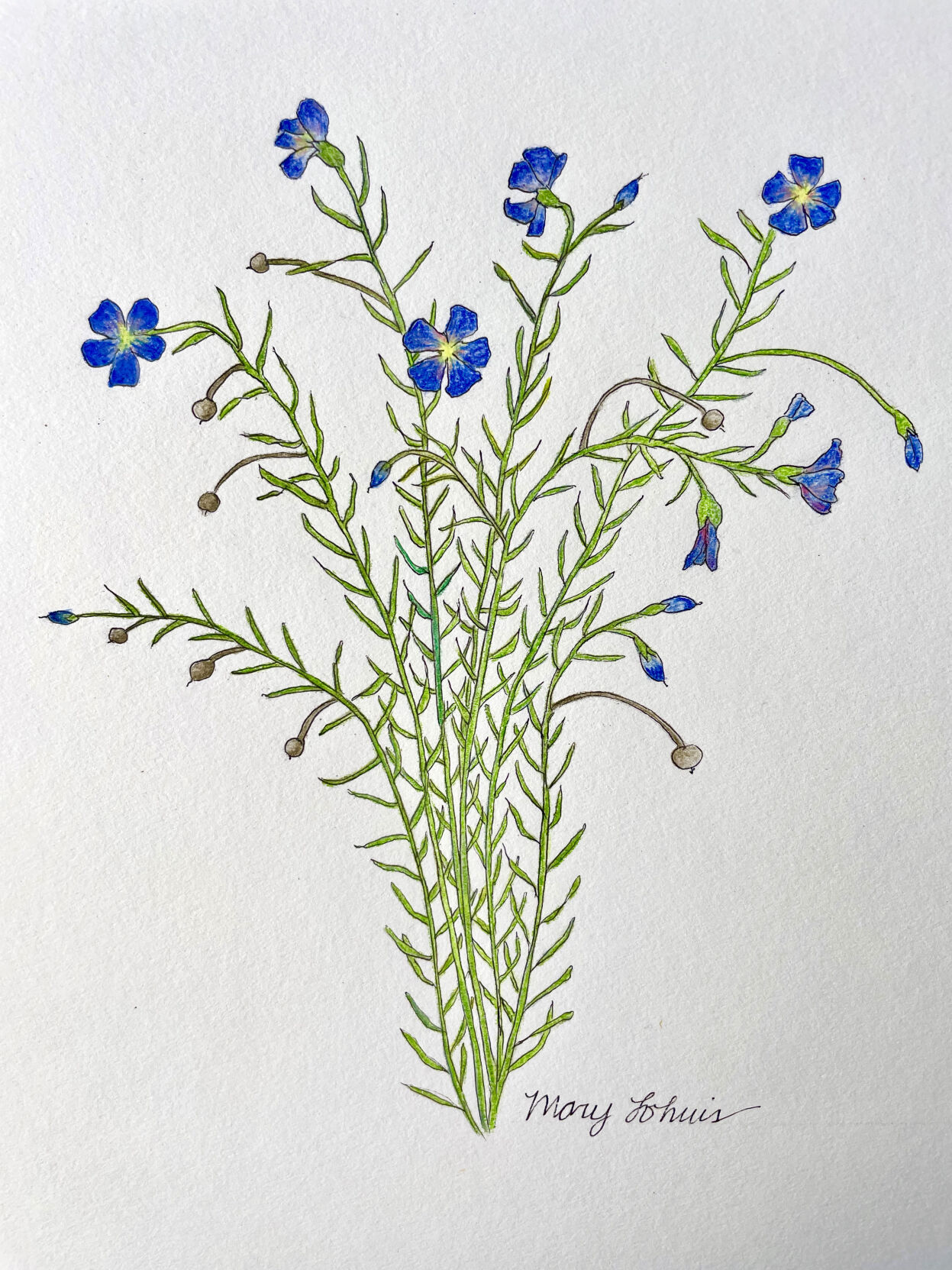 Try botanical drawing class Saturday | Arts | jhnewsandguide.com