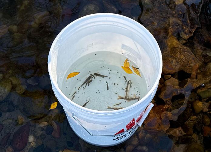 With federal land managers furloughed, volunteers step in to rescue ...