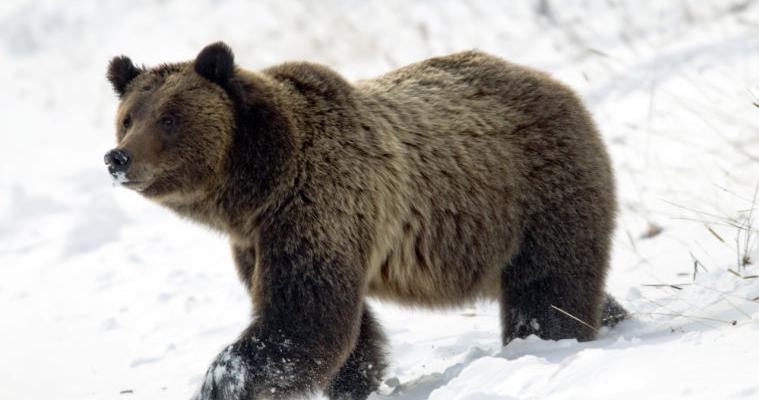 Will outrage over alleged wolf abuse undermine Wyoming's efforts to ...