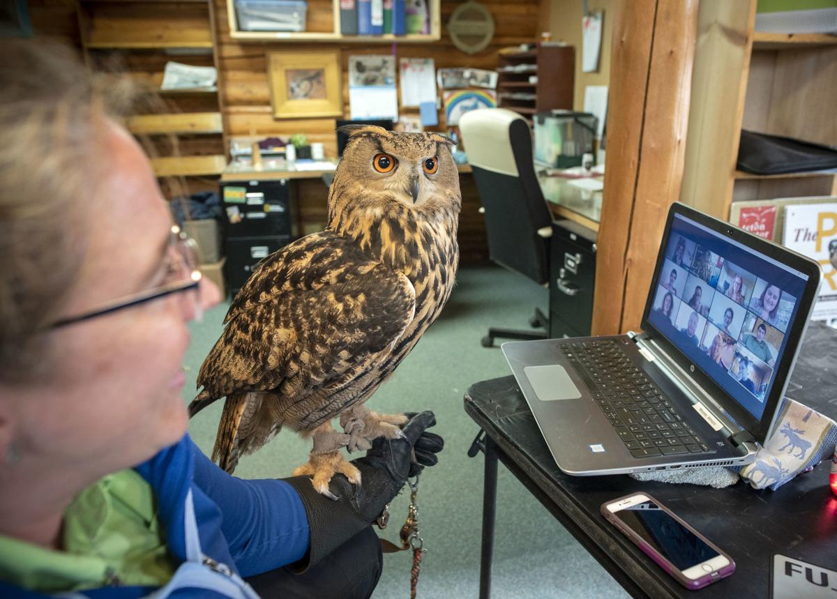 Despite a few ruffled feathers, Teton Raptor Center birds adapt ...