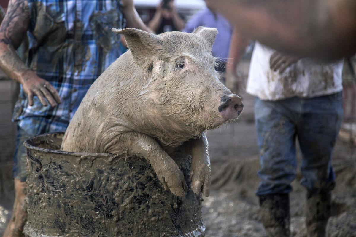 Teton County Fair Pig Wrestling | Galleries | jhnewsandguide.com