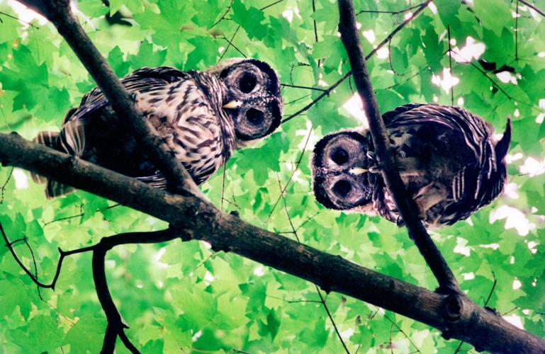 Willcox, sharp eye on Jackson Hole, dies at 65 | Features ...