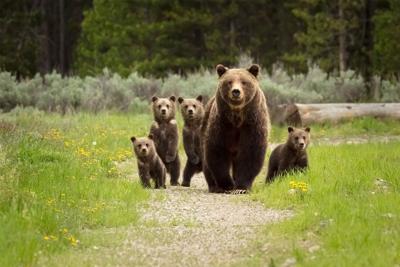 Grizzly 399 cremated, ashes returned to Pilgrim Creek | The Hole Scroll ...
