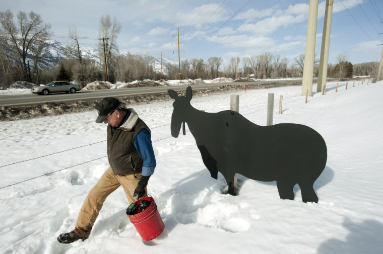 Watch out for wildlife | Features | jhnewsandguide.com