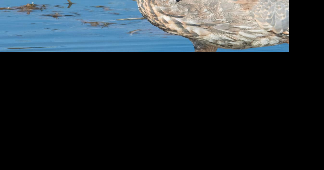 Field Notes | The Hole Scroll | jhnewsandguide.com