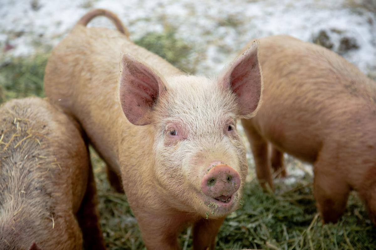 Turning food waste into feed and fertilizer | Business | jhnewsandguide.com