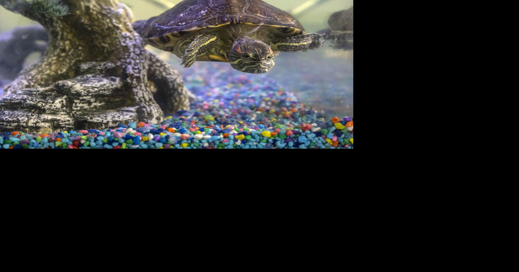 Tugi the adventure turtle is a Jackson Hole shell-ebrity | Special ...