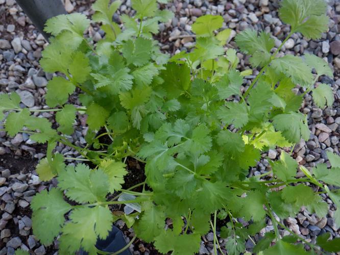 Cilantro, love it or hate it, can be a garden boon | Gardening ...