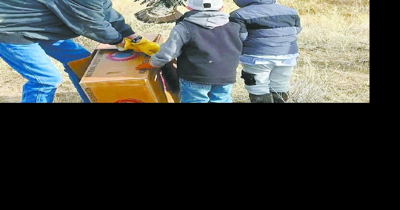 Casper’s turkeys trapped and turned loose in new rural habitat | State ...