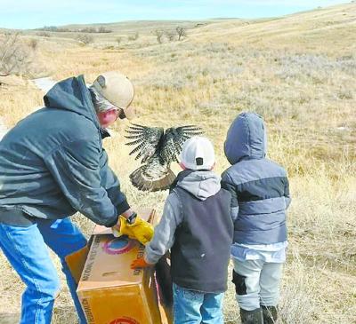 Casper’s turkeys trapped and turned loose in new rural habitat | State ...
