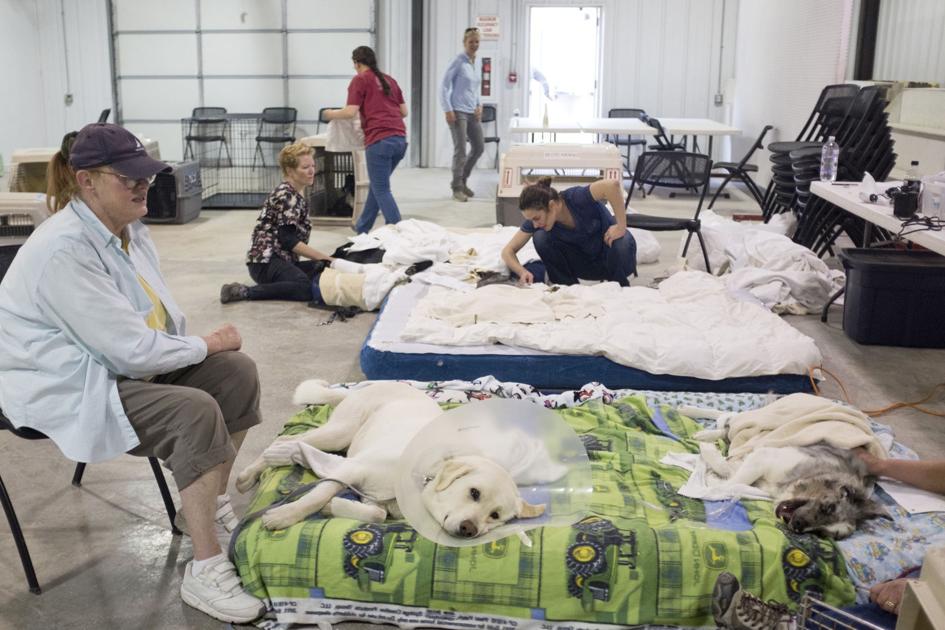 Controlling the pet population | Features | jhnewsandguide.com