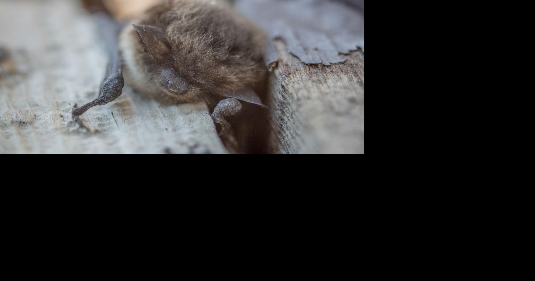 Mayor has brush with a backyard bat | Health | jhnewsandguide.com