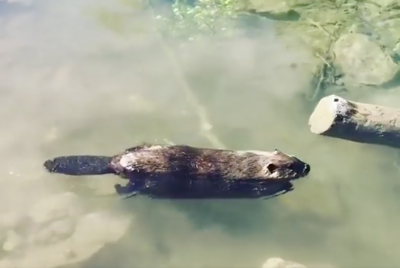 beaver getting shot