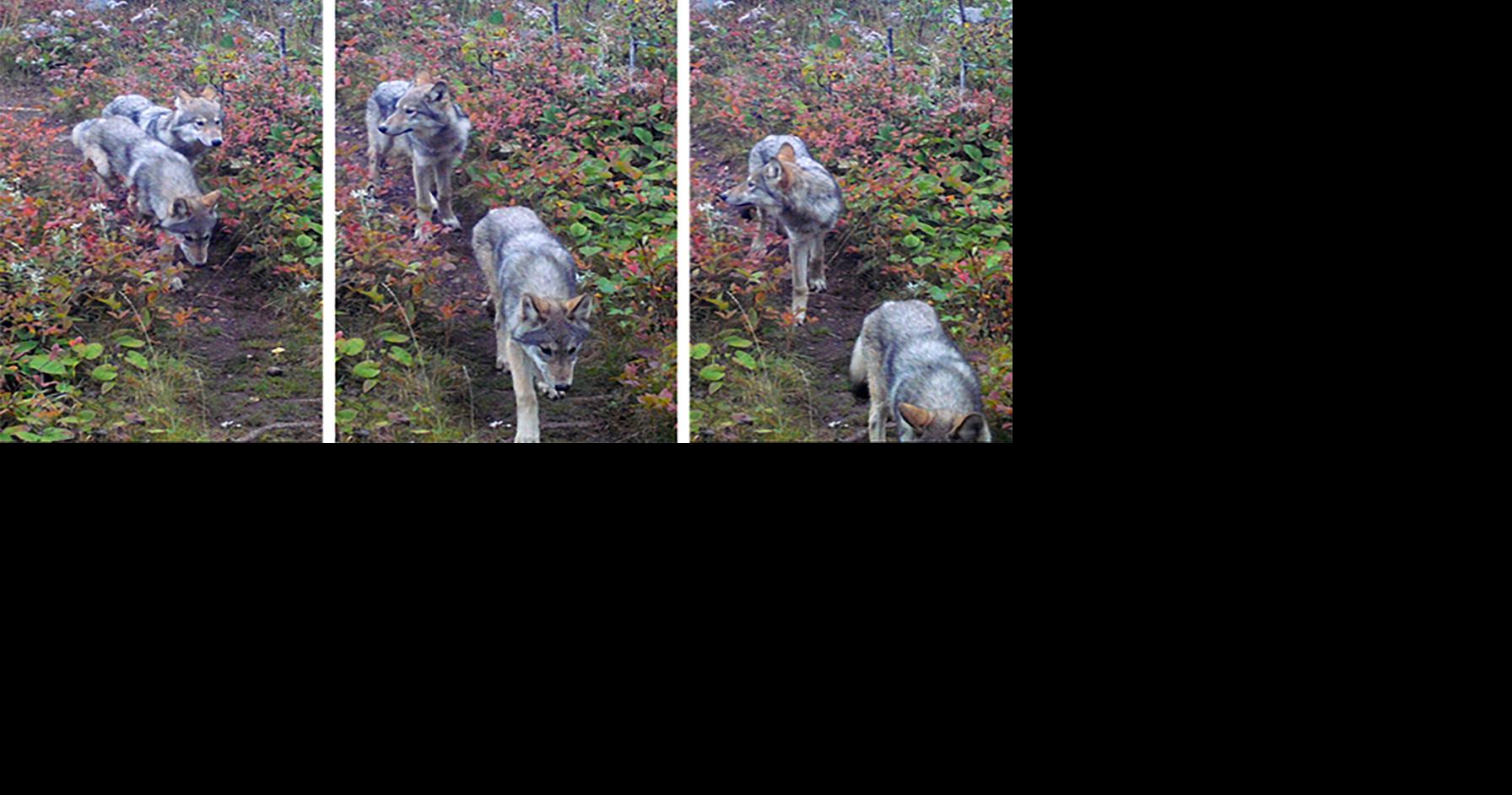 Isle Royale Wolves | | jhnewsandguide.com