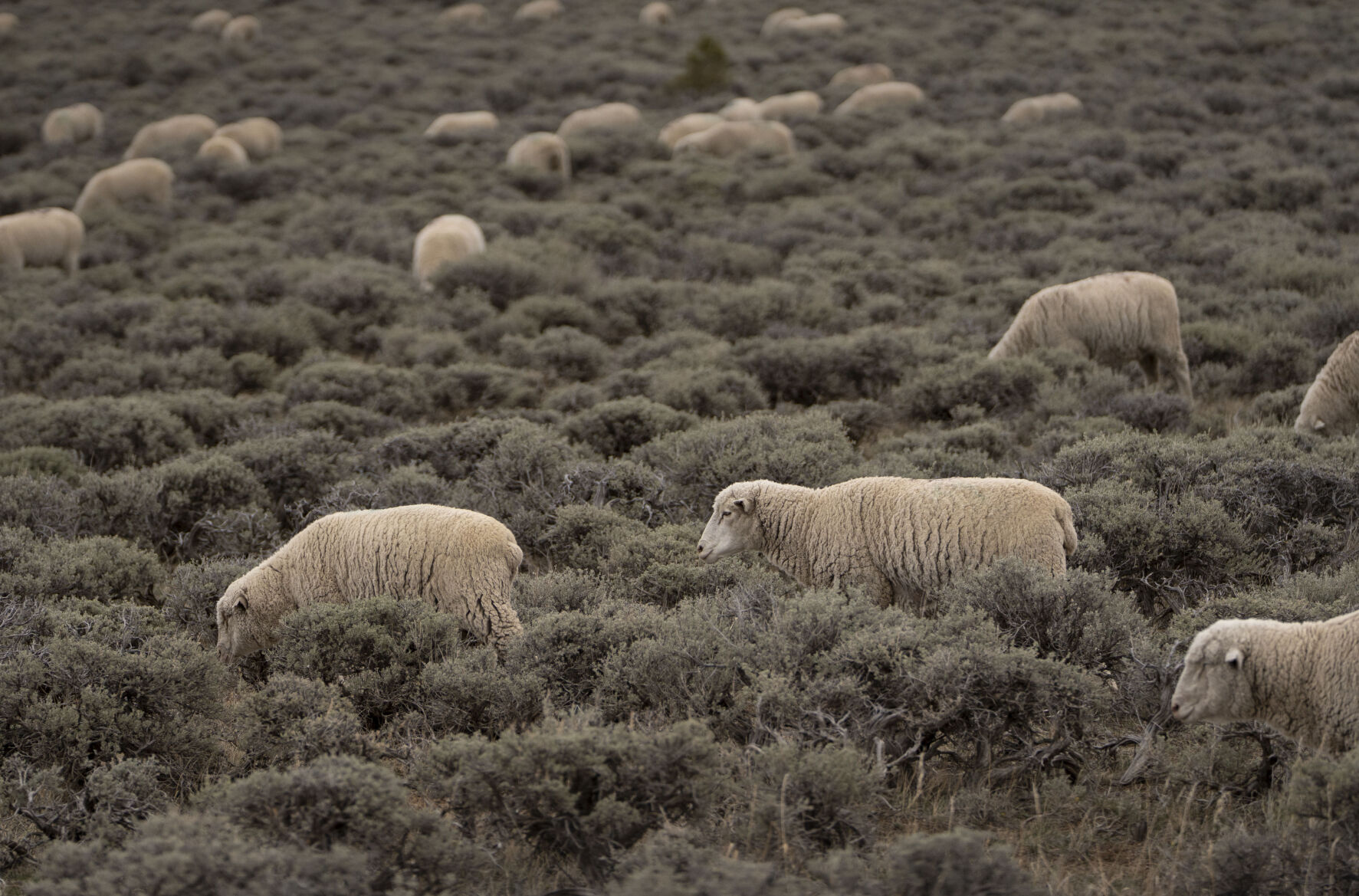 Sheep | | jhnewsandguide.com