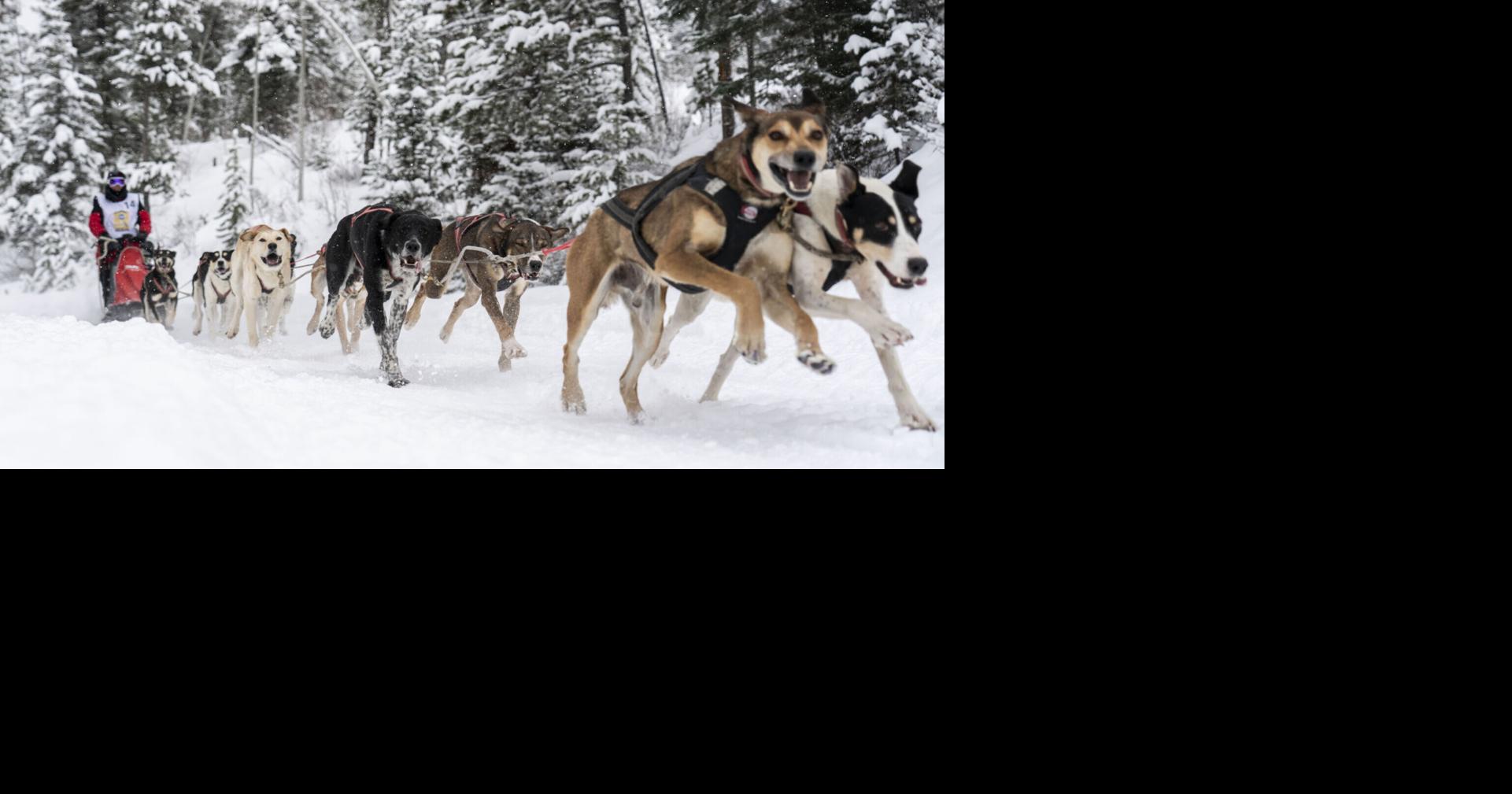 Dog mushers well on the way to Teton Village | Sports Features ...